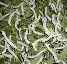 Materialen - Dutch Ties - uw zijden stropdas en manchetknopen online